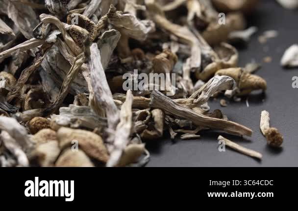Psilocybin mushrooms Golden Teacher, close-up Stock Video Footage - Alamy