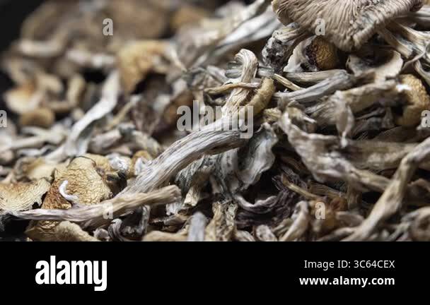 Psilocybin mushrooms Golden Teacher, close-up Stock Video Footage - Alamy