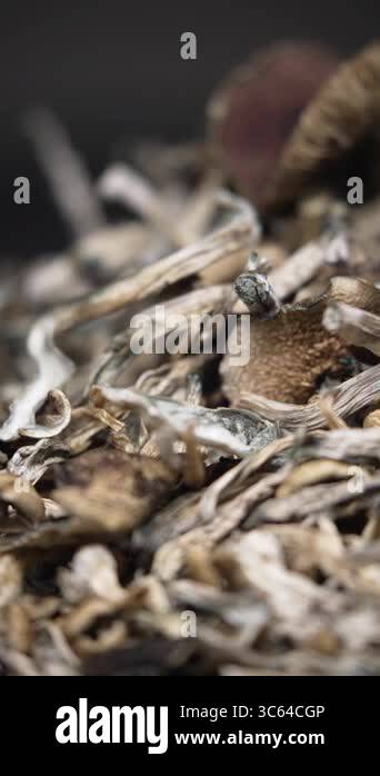 Vertical video of entheogens - psilocybin mushrooms Golden Teacher ...