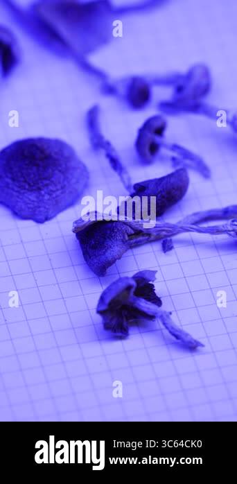 Vertical video of entheogens - psilocybin mushrooms Golden Teacher ...