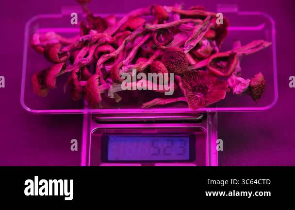 Magic mushrooms - dried psilocybin mushrooms Golden Teacher Stock Video ...