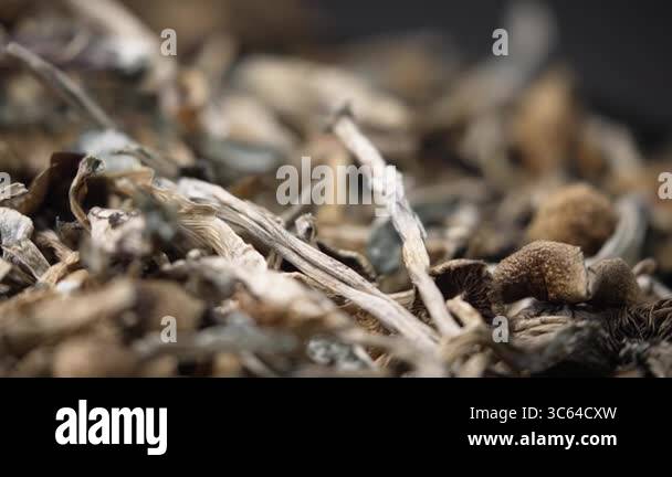 Magic mushrooms - dried psilocybin mushrooms Golden Teacher Stock Video ...