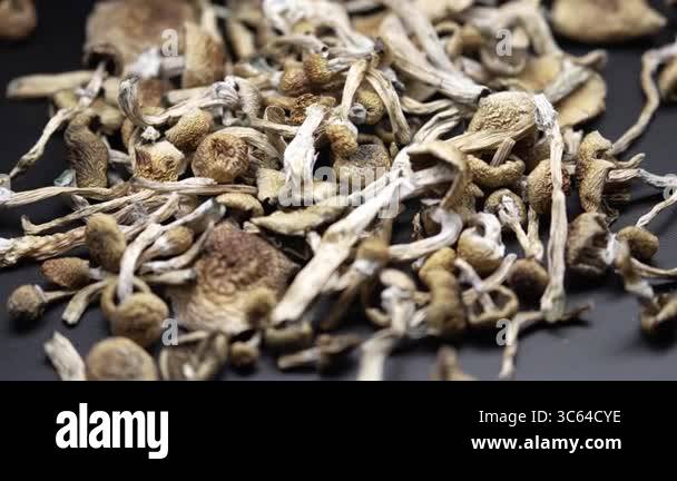 Magic mushrooms - dried psilocybin mushrooms Golden Teacher Stock Video ...