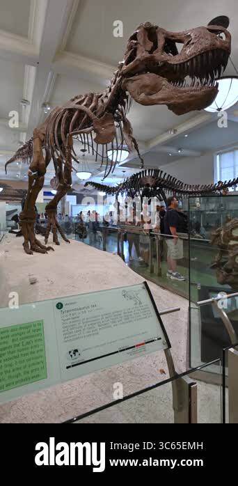 T rex teeth museum Stock Videos & Footage - HD and 4K Video Clips - Alamy