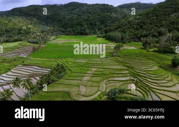 A breathtaking aerial view of rice terraces stretching across a lush ...
