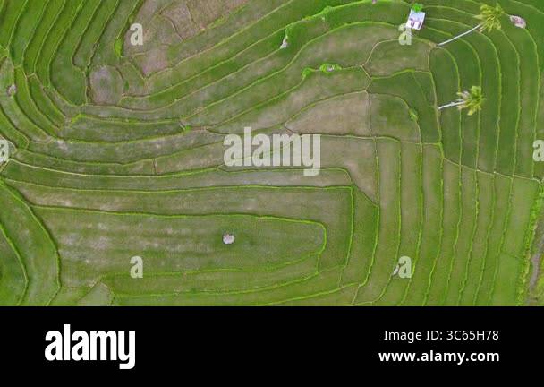 An aerial view of vibrant green rice terraces carved into the landscape ...
