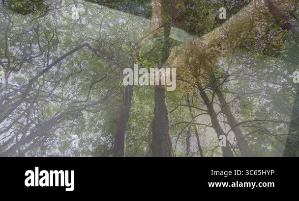 Touching tree branches, hands exploring nature in lush green forest ...