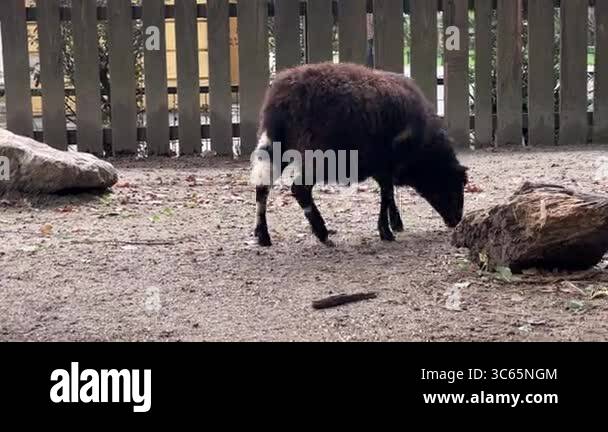 Watch as a sheep grazes in its enclosure, showcasing its natural ...
