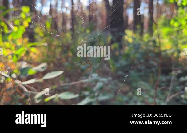 Spiderweb swaying in wind at forest with sunlight at background. Spider ...