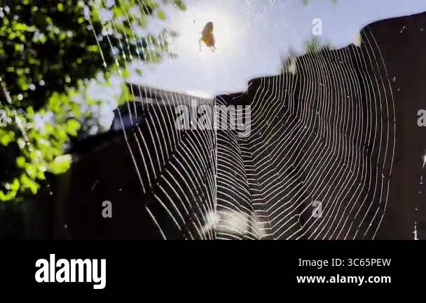 Spiderweb swaying in wind at garden with sunlight at background. Spider ...