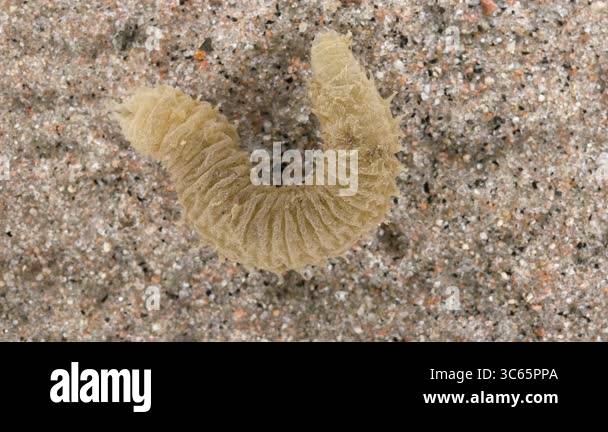 Macro footage of a bristle cage worm (Flabelligera sp.). This worm ...
