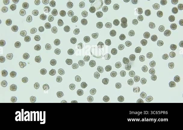 Light microscopy of larvae and embryos of the polychaete worm Ophelia ...