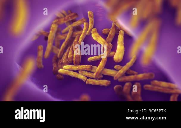 Mycobacterium tuberculosis pathogenic bacterial Stock Videos & Footage - HD and 4K Video Clips ...