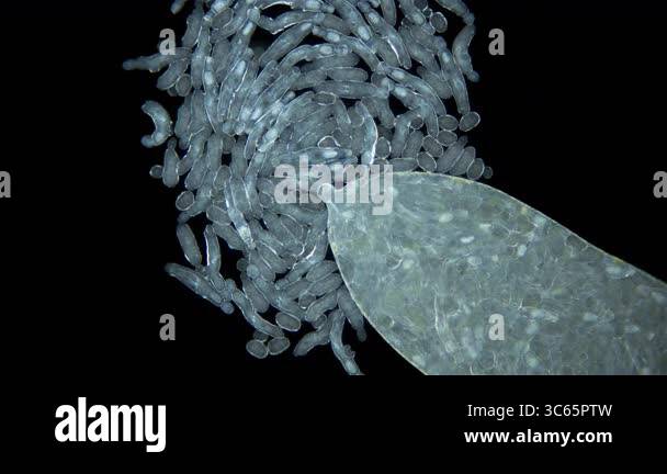 Light micrograph of larvae of a Podocotyle sp. parasitic worm hatching ...