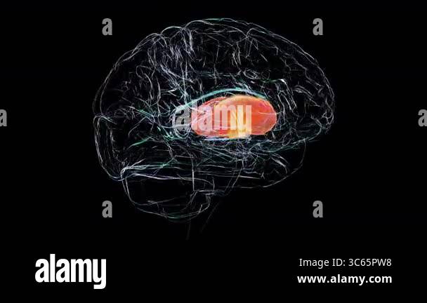 Animation of a human brain with a highlighted internal capsule, which ...