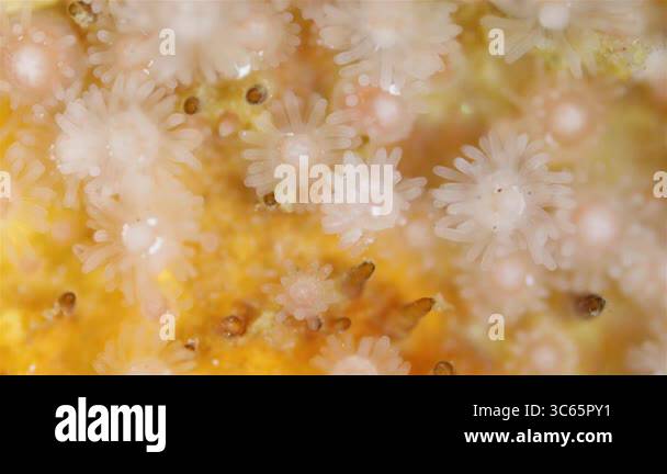 Macro footage of hydrozoa (family Hydractiniidae). Colonies of this ...