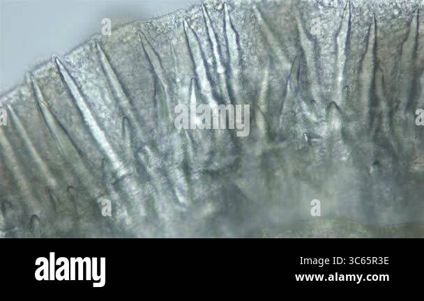 Light micrograph showing spicules Stock Videos & Footage - HD and 4K ...