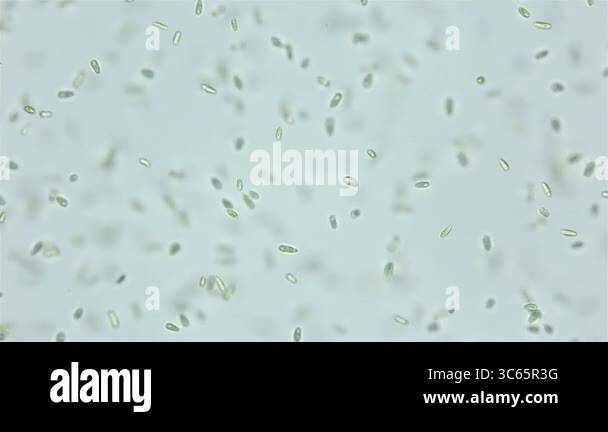 Light microscopy of Dunaliella salina algae. This unicellular green ...