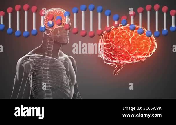 Animation of DNA strand and human brain, illustrating genetic influence on function. Biology ...