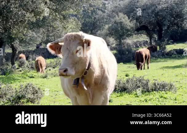 A young cow with light brown fur stands in a grassy field with trees in ...
