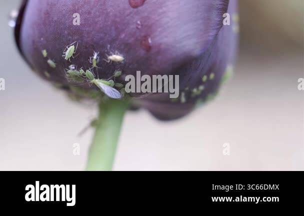 aphids on a purple tulip flower Stock Video Footage - Alamy