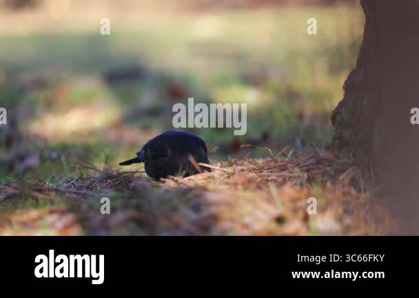 Common blackbird, turdus merula bird walking on ground hunting, eating ...