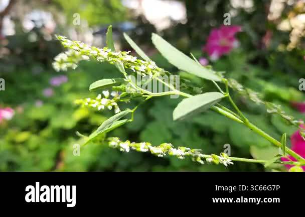 Melilotus albus plant flower. Its other names honey clover, white ...