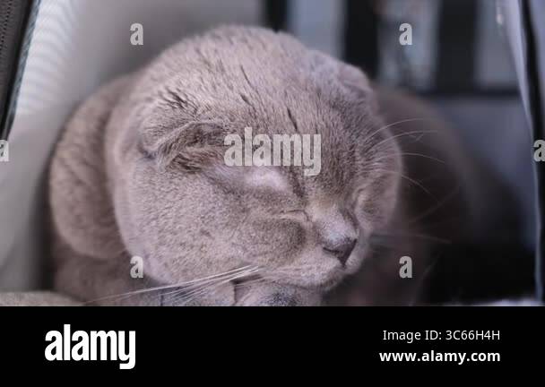 A fluffy Scottish Fold sleeps peacefully on a cozy surface, showcasing ...