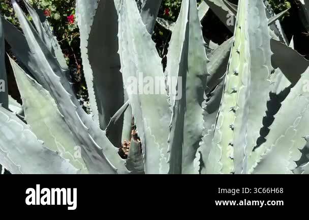 Closeup view of a striking agave plant that showcases its unique ...