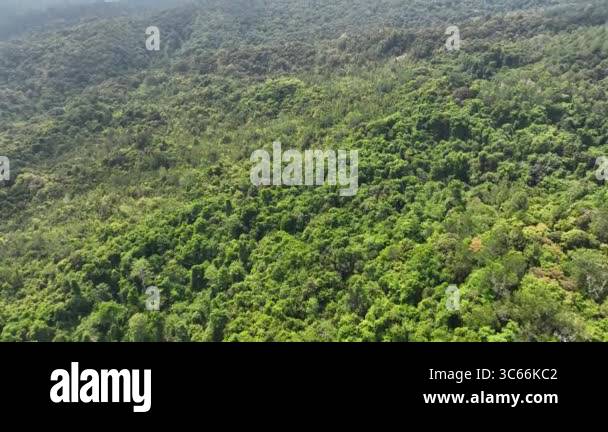 Aerial footage of green plains with dense trees and grass in a large ...