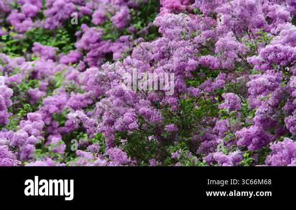Lilac garden trees at spring time, gardeningm, botany, blossom, 4k ...
