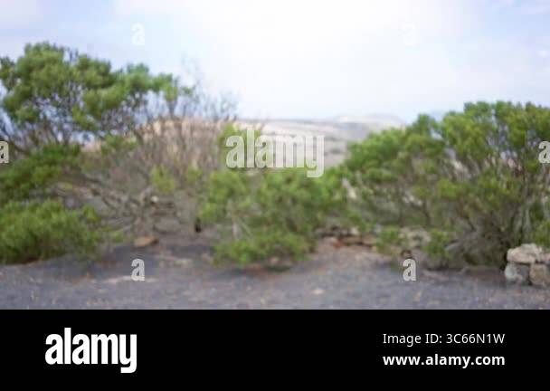 Defocused view of arid countryside with out of focus trees and bokeh ...