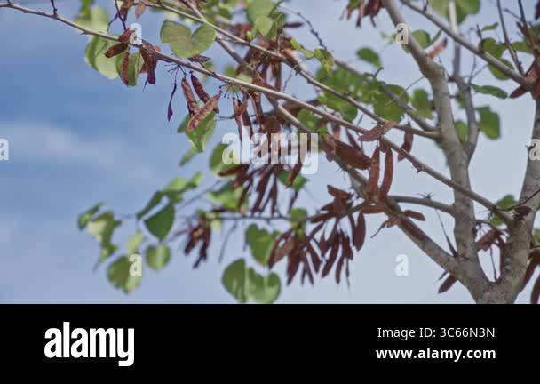 Tree seed pods nature Stock Videos & Footage - HD and 4K Video Clips ...
