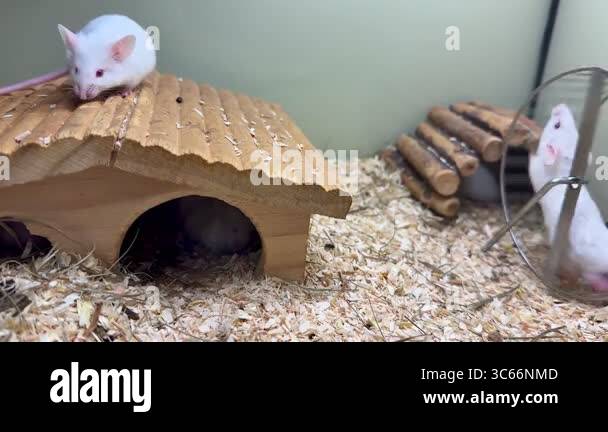 Two cute mice are exploring their charming wooden habitat with ...