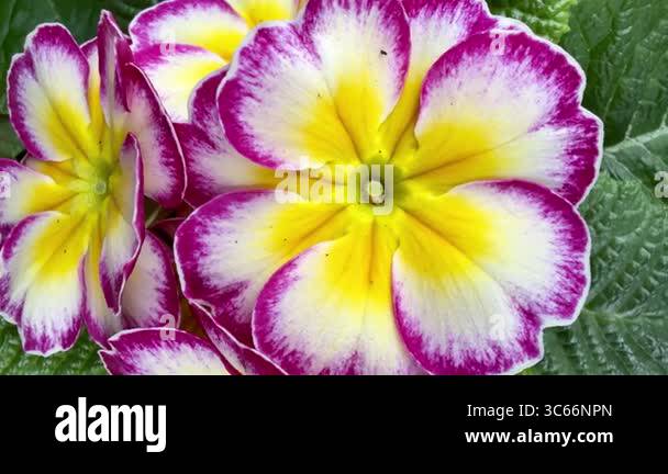 Closeup of a stunning array of multicolored primrose flowers ...