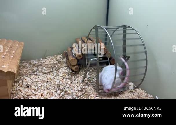 An adorable pet rat plays in its habitat with a wheel, showcasing ...