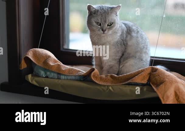 Tomcat sitting on windowsill Stock Videos & Footage - HD and 4K Video ...