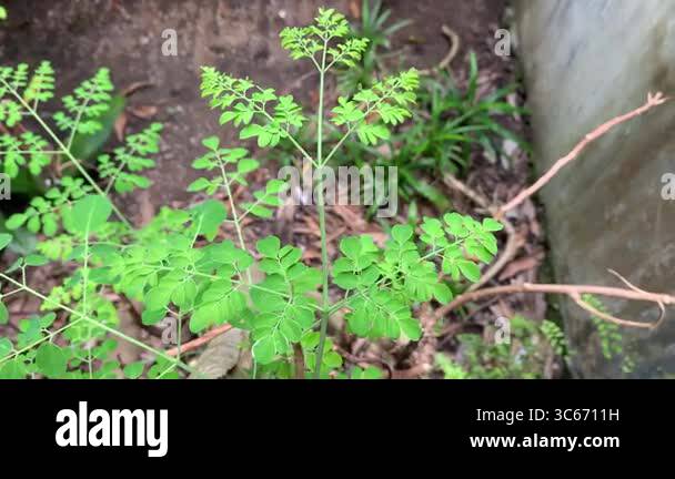 Moringa oleifera organic leaves Stock Videos & Footage - HD and 4K ...