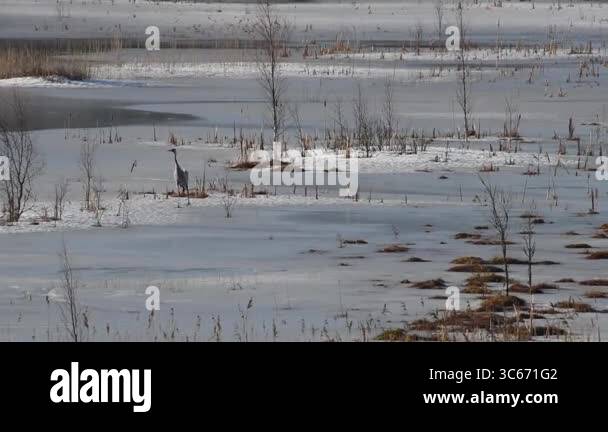 Cranes on a early spring morning on the wet ice of a frozen lake in the ...