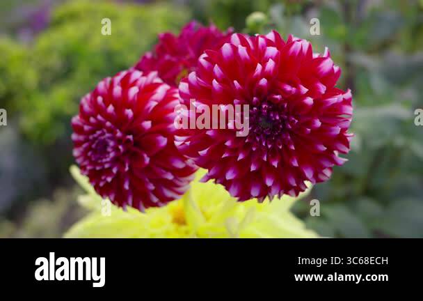 Three oversized dahlia flowers, showcasing red and white petals, sway ...
