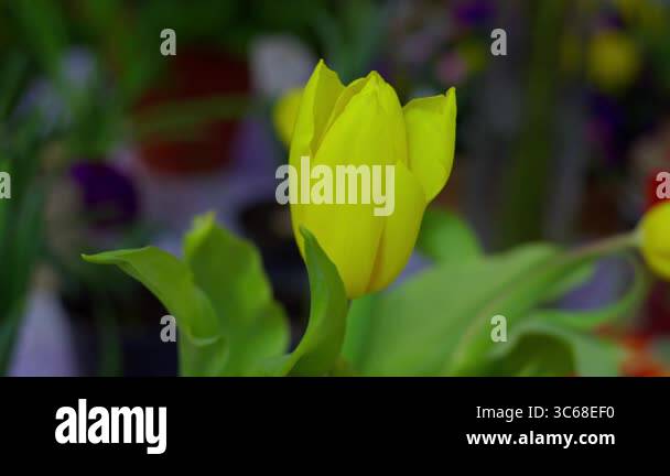 A yellow flower sways gently in the wind, accompanied by green leaves ...