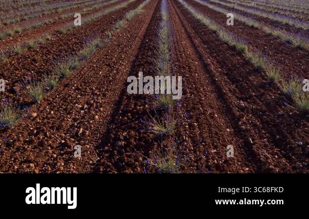 An aerial perspective of a meticulously plowed agricultural field, with ...
