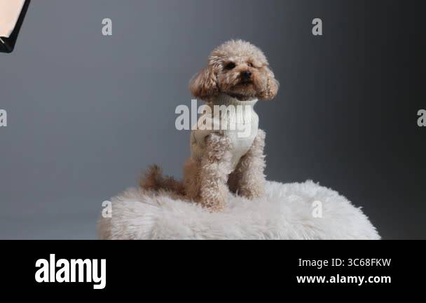 cute little poodle dog sitting on chair in studio Stock Video Footage ...