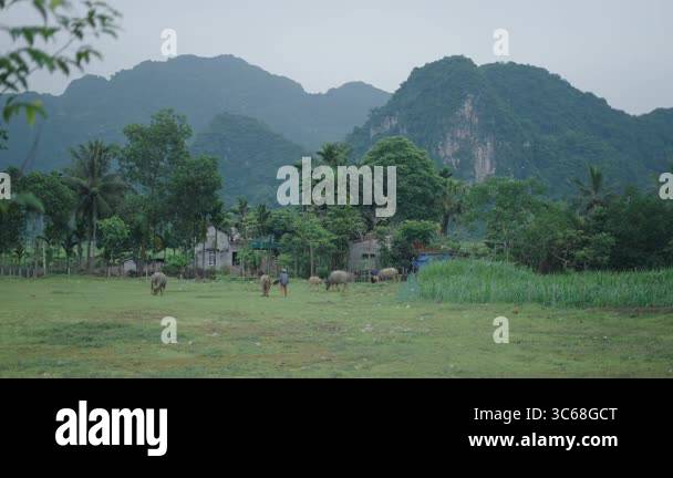 vietnamese farm with a large green meadow for the buffalos to eat in a ...