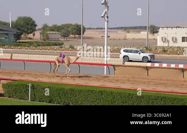 racing camel with robot jockeys, Dubai, United Arab Emirates. High ...