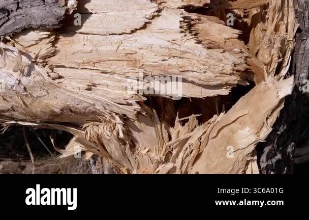 Splintered trunk texture Stock Videos & Footage - HD and 4K Video Clips ...