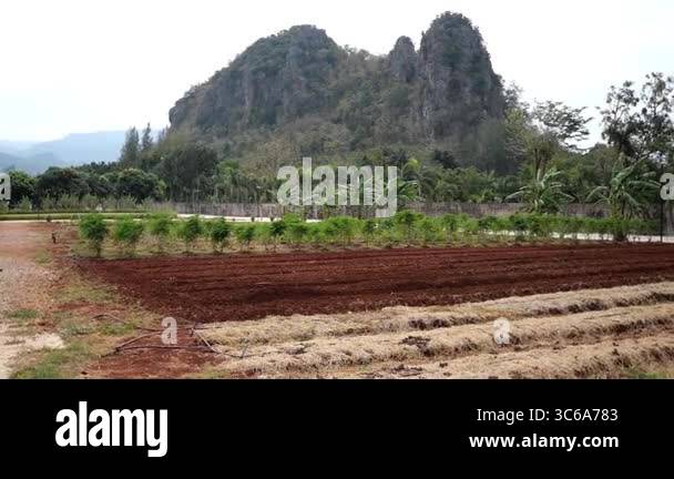 An organic vegetable farm with a mountain view in the background Stock ...