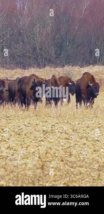 Bison breeding. Herd of Bison. Maintaining a population of bison in the ...