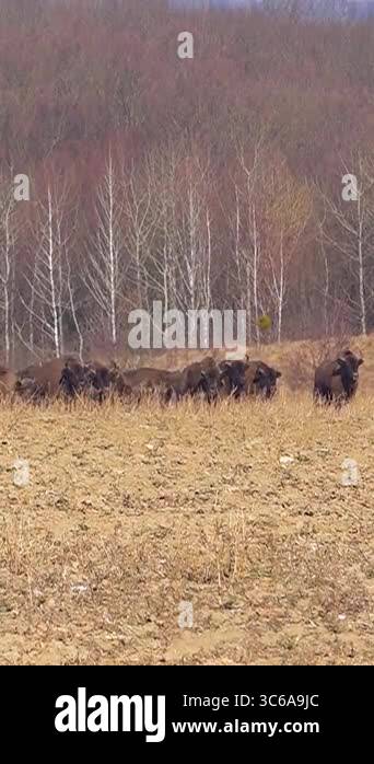 Bison breeding. Herd of Bison. Maintaining a population of bison in the ...