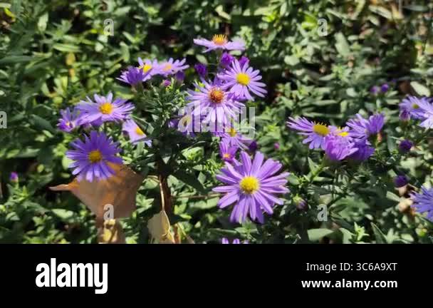purple autumn flowers. blue bush of flowers. small chrysanthemums ...